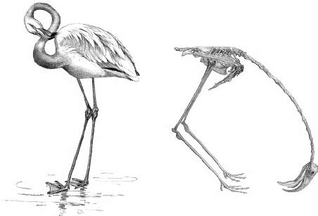 A Large Number Of Vertebrae Contribute To Make A Long And Flexible Neck