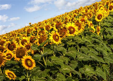 On Black Sunflowers 2 By Dbnunley Large