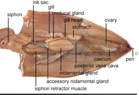 Molluscs Flashcards Quizlet