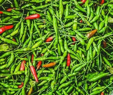 Birds Eye Chilli Pickle Kanthari Mulaku Kochechi Navafresh United States