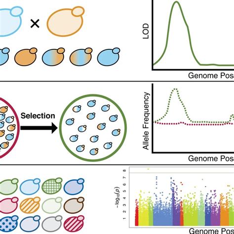 PDF Incorporating Comparative Genomics Into The Design Test Learn Cycle Of Microbial Strain