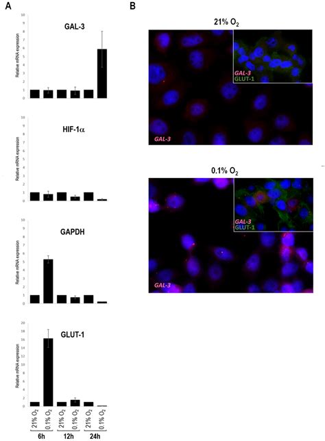 Galectin 3 Mrna Expression Under Hypoxic Conditions A Mrna Extracted