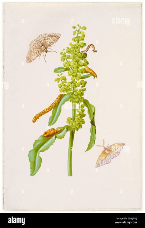 Curly Dock With Metamorphosis Of The Small Engrailed Moth Ectropis Crepuscularia And Of The