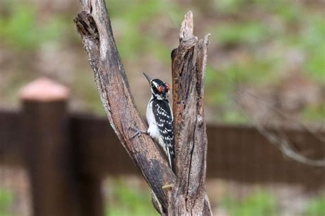 Hairy Backyard Bird Nerd