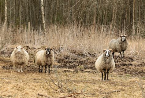 Michael Nordeman Photography Gute Sheep Gutefår The Gute Is Horned