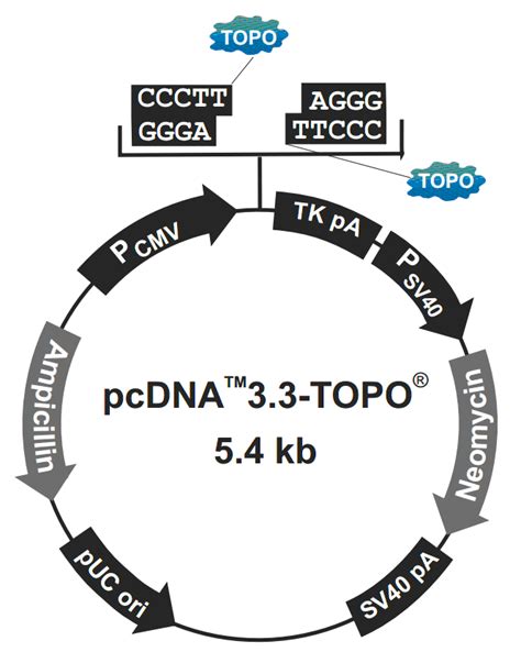 Pcdna33 Topo 上海沪震实业有限公司