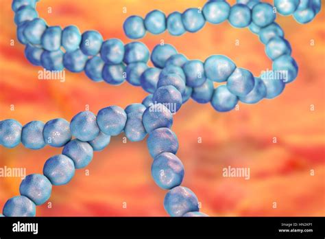 Streptococcus Mutans Bacteria Computer Illustration Streptococcus Bacteria Are An Example Of