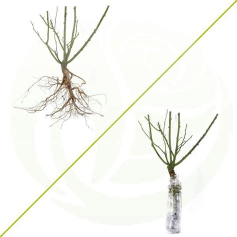 Mini Ruža Carmen Rasadnik Milić