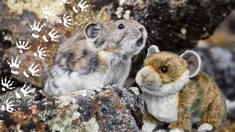 Four New Species To Symbolically Adopt—including Our Most Peculiar Yet