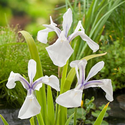Iris Laevigata Snowdrift Witte Lis In 9cm Pot Junainl