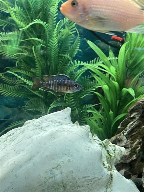 Type Sex Rcichlid