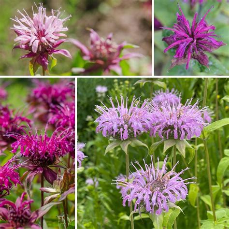 Bee Balm Panorama Mix The Flower Cartel