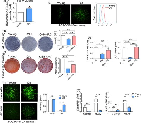 Osteogenic Differentiation Of Bmscs Is Suppressed By Redundant