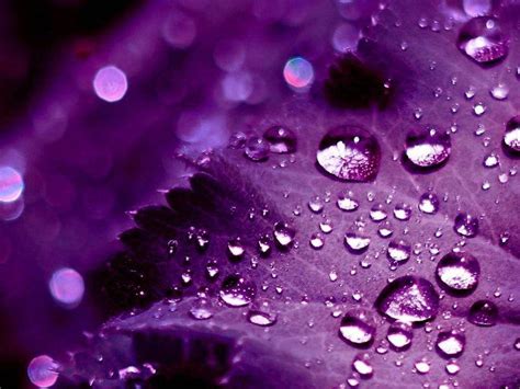 Purple Nature Wallpapers Wallpaper Cave