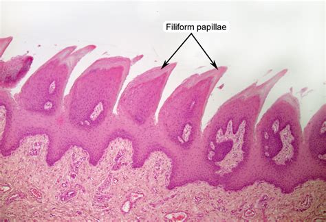 Digestive