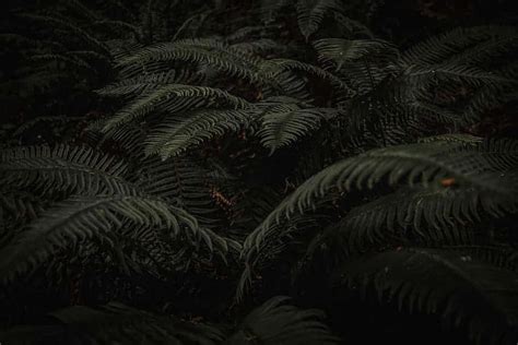 100 Dark Moody Wallpapers