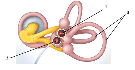 Equilibrium Anatomy Diagram Quizlet