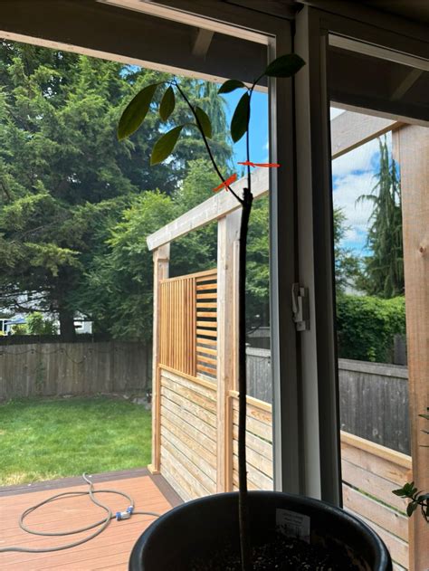 Pruning Avocado Rindoorgarden