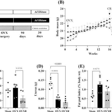 Metabolic Effects Of Caloric Restriction On Ovariectomized Mice A