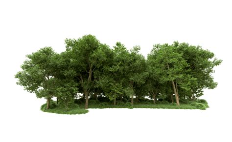 Forest Pngs For Free Download