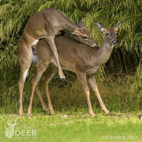 Buck Doe Age Fawn Breeding National Deer Association