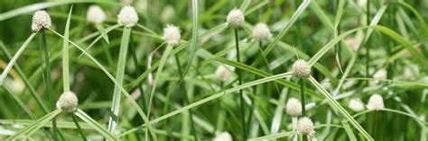 Green Kyllinga Control How To Get Rid Of Green Kyllinga Solutions