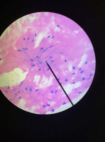 Aandp Lab Tissues Flashcards Quizlet
