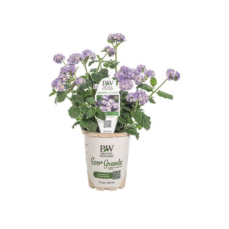 Heliotrope Augusta® Lavender Proven Winners® Annuals Proven