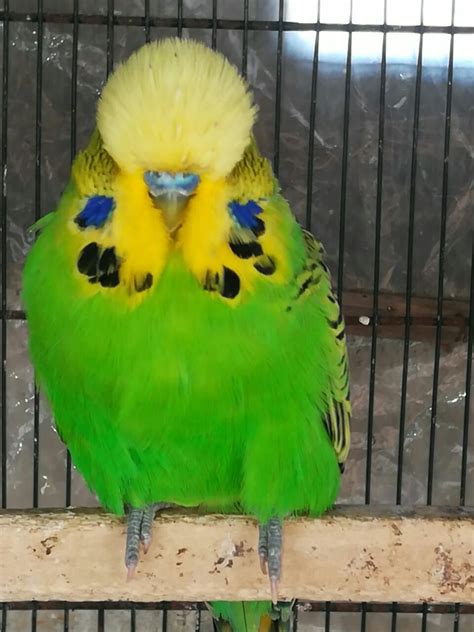 Green English Budgie