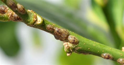 How To Handle Scale Insects Like A Pro