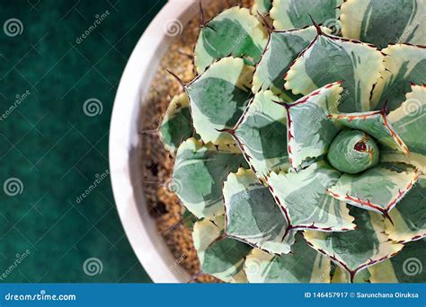 Sharp Pointed Agave Plant Leaves Succulents Or Cactus In A Garden