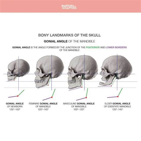Anatomy For Sculptors Mandible Bony Landmarks Of The Skull
