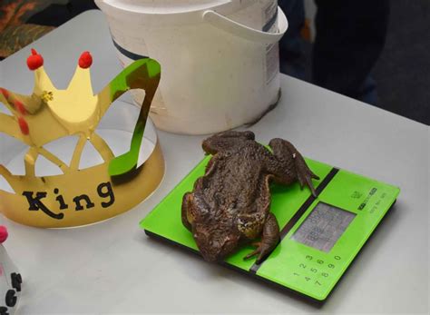 How One Village Is Beating The Cane Toad Invasion By Crowning A King And Queen I Australian