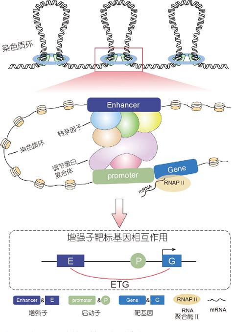 Figure 1 From Computational Methods To Predict Enhancer Target Gene
