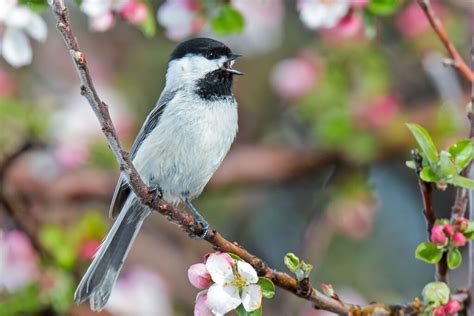 Backyard Birds Youll See In Oregon Idaho And Washington