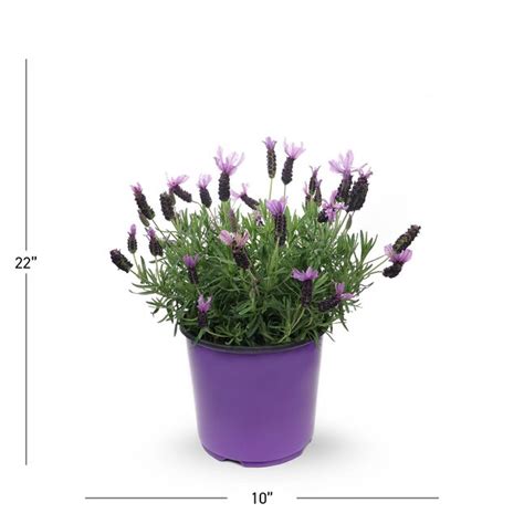 Metrolina Greenhouses Purple Lavender Plant In 1 Gallon Pot 4911 At