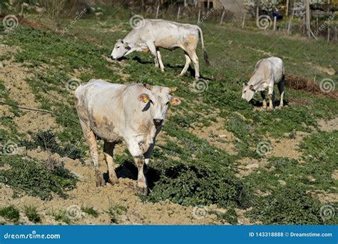 Portrait Of The Chianina One Of The Oldest Italian Breed Of Cattle