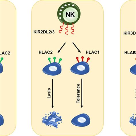The Production And Development Pathway Of Nk Cells From Hsc The Download Scientific Diagram