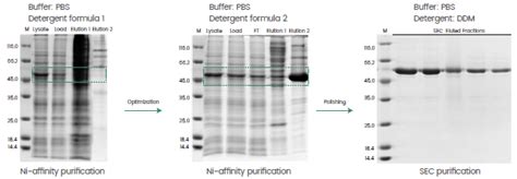 Recombinant Protein Expression Analysis Scientist Live