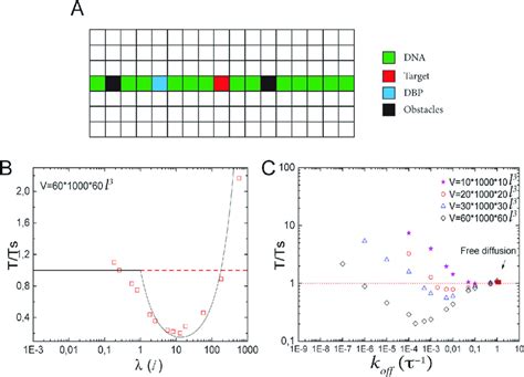 Lattice Model For Facilitated Diffusion A Schematic View Of The Download Scientific Diagram