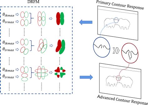 The Diagram Of Double Receptive Fields Model Download Scientific Diagram