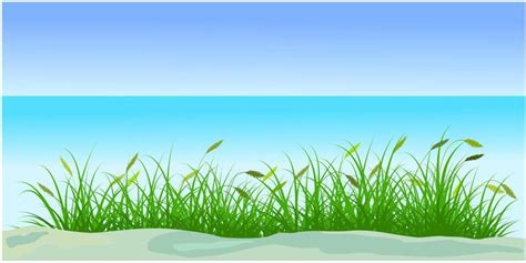 Beach Grass Vector Art Icons And Graphics For Free Download