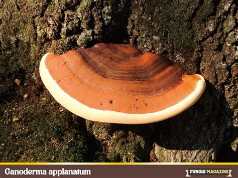 Ganoderma Applanatum Il Fungo Mensola O Dellartista Funghi Magazine