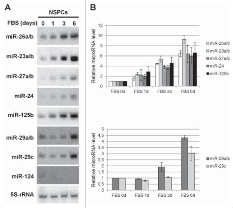 Validation Of Mirna Profiling A Northern Blot Of A Subset Of Mirnas