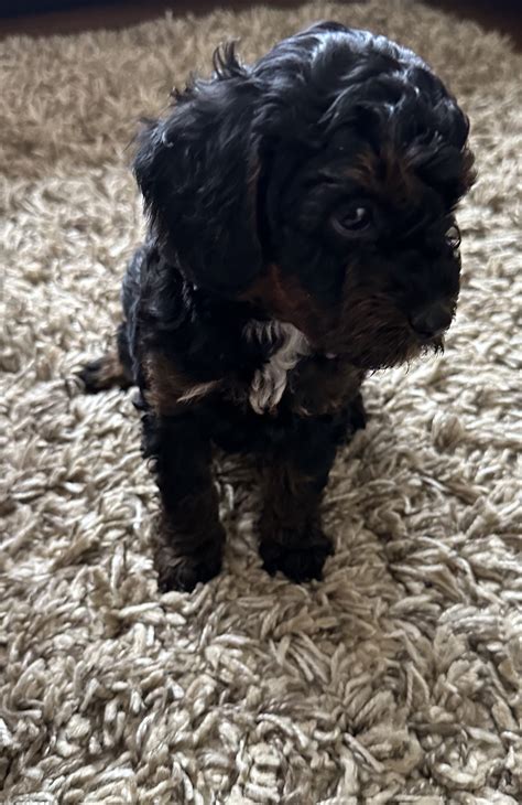 Cavoodle Llandilo Petsforhomes