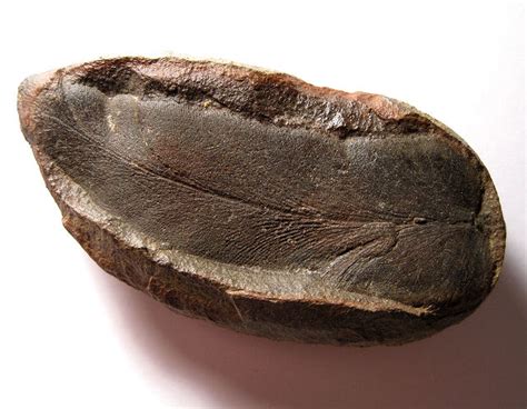 Plant Fossil Fern Archives Cochise College Geology