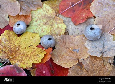 Common Puffballs Or Earthballs Lycoperdon Perlatum Aka Warted
