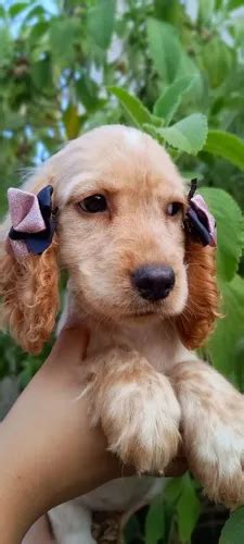 Filhote De Cocker Spaniel Inglês Fêmea Parcelamento Sem Juros