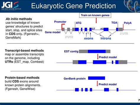 Ppt Genomics Of Microbial Eukaryotes Powerpoint Presentation Free Download Id5940942