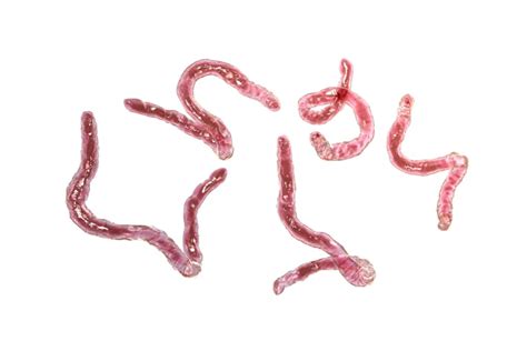 Do Squirrels Carry Hookworms Exploring The Risks